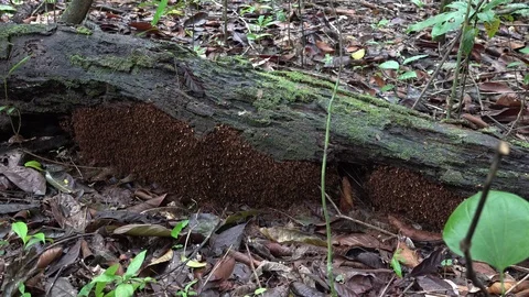 Army Ants Stock Videos – Royalty-Free HD & 4K Videos