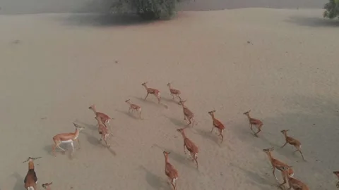 Around 4,000 large game animals live in ... | Stock Video | Pond5