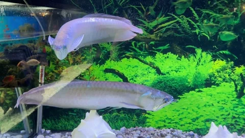 Arowana fish swims in the aquarium | Stock Video | Pond5