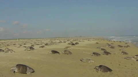 Arribadas Stock Video Footage | Royalty Free Arribadas Videos | Pond5