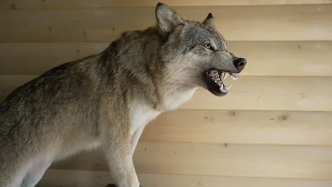 Realistic Furry Stock Videos – Royalty-Free HD & 4K Videos | Pond5