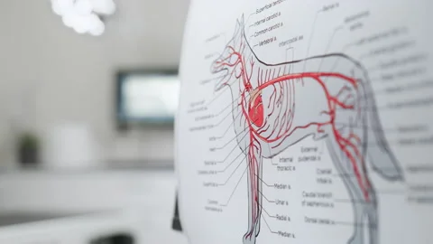Arterial Circulatory System of a Dog Pos... | Stock Video | Pond5