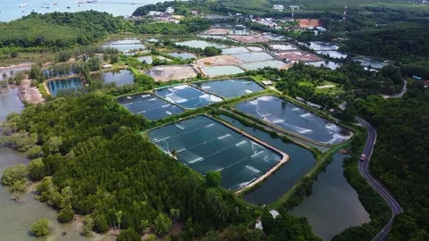 Fish Farming Ponds Stock Videos – Royalty-Free HD & 4K Videos | Page 6
