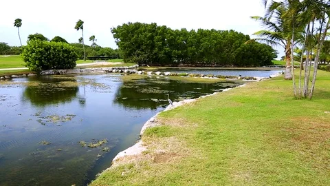 Aruba island nature. Cute birds in wate... | Stock Video | Pond5