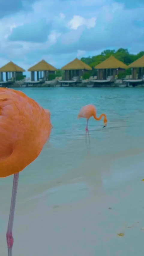 Aruba white beach with pink flamingos at... | Stock Video | Pond5