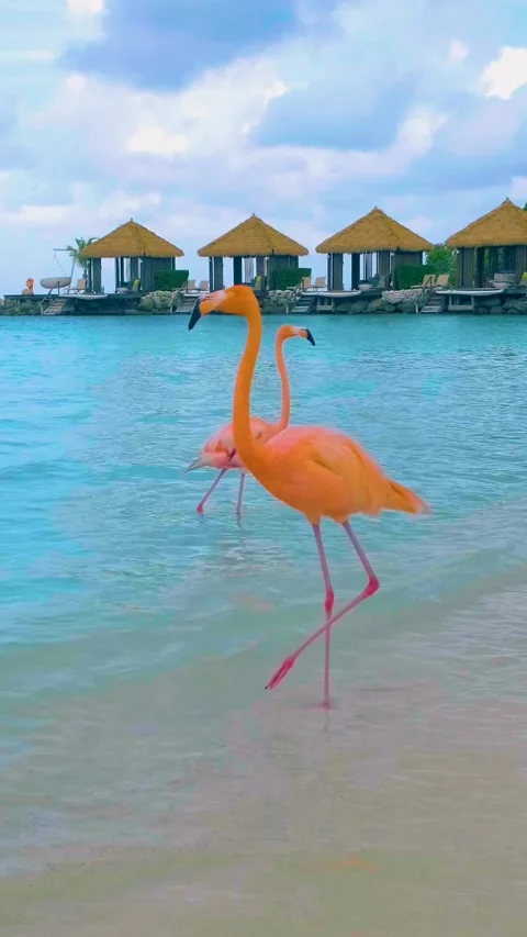 Aruba white beach with pink flamingos at... | Stock Video | Pond5