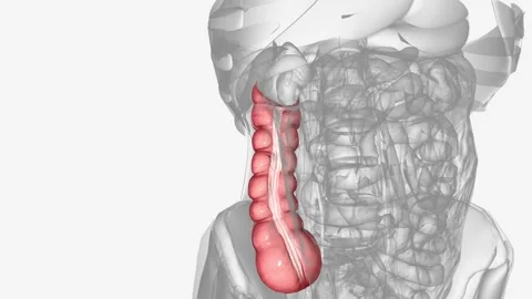 The ascending colon is the first section... | Stock Video | Pond5