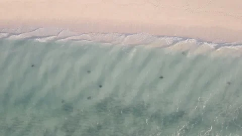 Ascending Over Turtles During Mating Sea... | Stock Video | Pond5