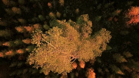 Ascending top view of tree in forest dur... | Stock Video | Pond5