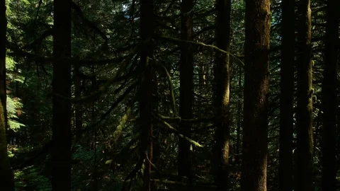 Ascending View of Forest Trees at Golden... | Stock Video | Pond5