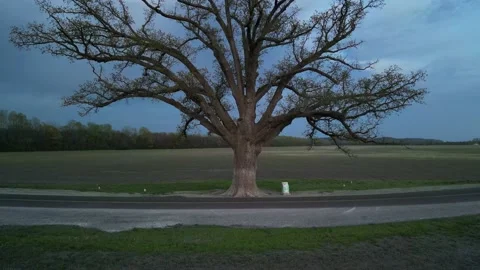 Ascent of the Burr Oak Big Tree cloud | Stock Video | Pond5