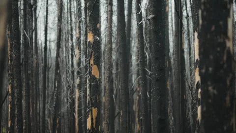 Ash particles flying around burnt trees | Stock Video | Pond5