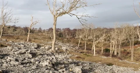 Ash Trees killed by Ash die back on Whit... | Stock Video | Pond5