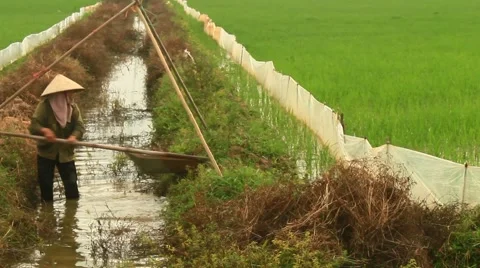 Asia farmers irrigation system putting w... | Stock Video | Pond5