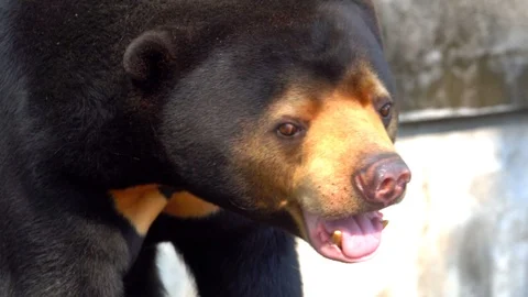 Asian black bear or moon bear in zoo saf... | Stock Video | Pond5