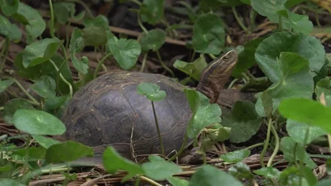 Asian Box Turtle Side view with green ve... | Stock Video | Pond5