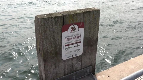 Asian carp fish invasive species warning... | Stock Video | Pond5