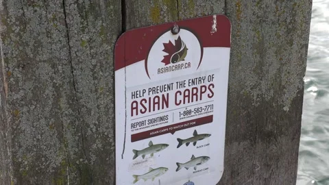 Asian carp fish invasive species warning... | Stock Video | Pond5