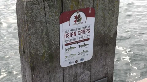 Asian carp fish invasive species warning... | Stock Video | Pond5