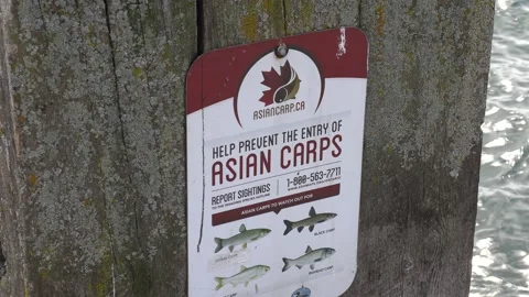 Asian carp fish invasive species warning... | Stock Video | Pond5