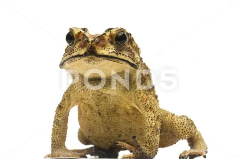 Asian common toad ( Duttaphrynus melanostictus ) isolated on white ...