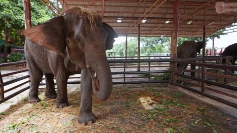 Asian Elephant Grabs Cucumber with Trunk... | Stock Video | Pond5
