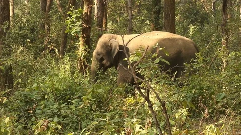 A Walking Limp Stock Videos – Royalty-Free HD & 4K Videos | Pond5