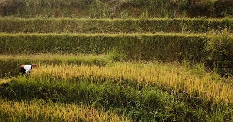 Asian family on the rice field harvestin... | Stock Video | Pond5