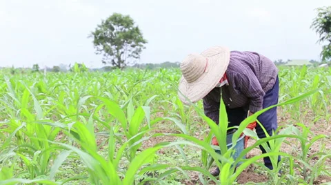 Asian Farmer Planting Corn in a Field | Stock Video | Pond5