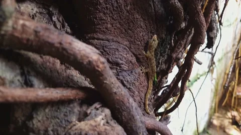 The Asian House Gecko on a tree trunk | Stock Video | Pond5