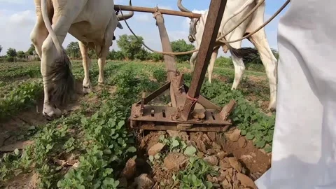 Asian Indian village farm traditional ox... | Stock Video | Pond5