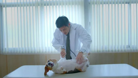 Chubby Male P Stock Videos – Royalty-Free HD & 4K Videos | Pond5