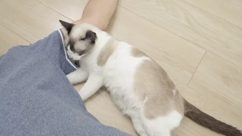 Asian man with elder cat lying on floor ... | Stock Video | Pond5