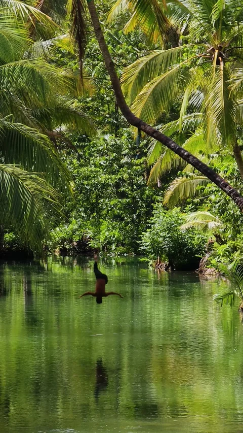 Rope Swings Stock Videos – Royalty-Free HD & 4K Videos