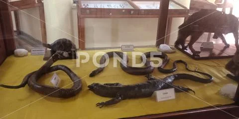 Asian museum extinct animal species government center. Stock Image ...