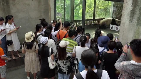 Asian People Looking At Giant Panda In C... | Stock Video | Pond5