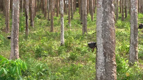 Rubber Tapper Stock Video Footage | Royalty Free Rubber Tapper Videos ...