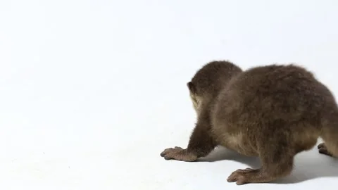 Asian Baby Otter Stock Videos – Royalty-Free HD & 4K Videos