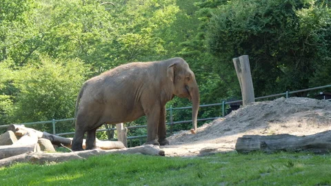 Asiatic Elephant at zoo. Swinging - sign... | Stock Video | Pond5