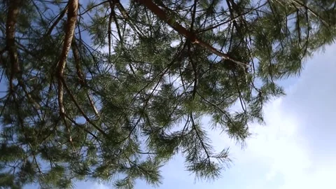 asmr ,Pine top bottom view and rotation ... | Stock Video | Pond5