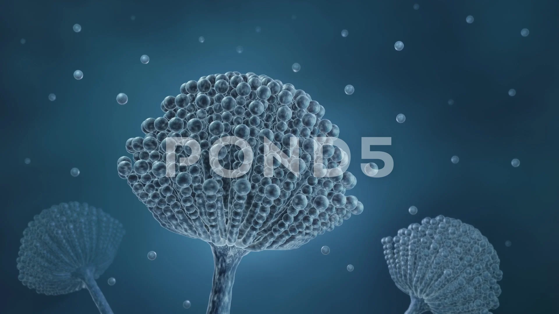 Aspergillus Labeled Under Microscope