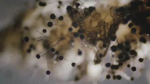 Aspergillus niger fungi mold dense clust... | Stock Video | Pond5