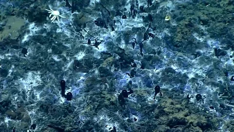 Asphalt Seep on the Ocean Floor | Stock Video | Pond5