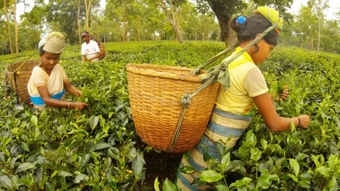 Assamese Girl 4 Stock Videos – Royalty-Free HD & 4K Videos | Pond5