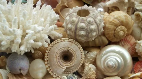 Assortment of amazing sea shells, coral ... | Stock Video | Pond5
