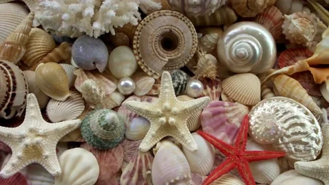 Assortment of amazing sea shells, coral ... | Stock Video | Pond5