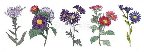 Aster September birth month flower vector set. Illustration #234688388
