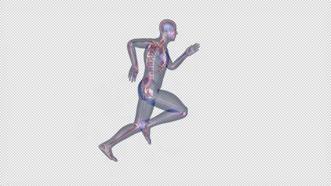 Knee Anatomy In Loop X Ray Stock Footage ~ Royalty Free Stock Videos | Pond5