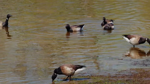 Sounds Goo Stock Videos – Royalty-Free HD & 4K Videos