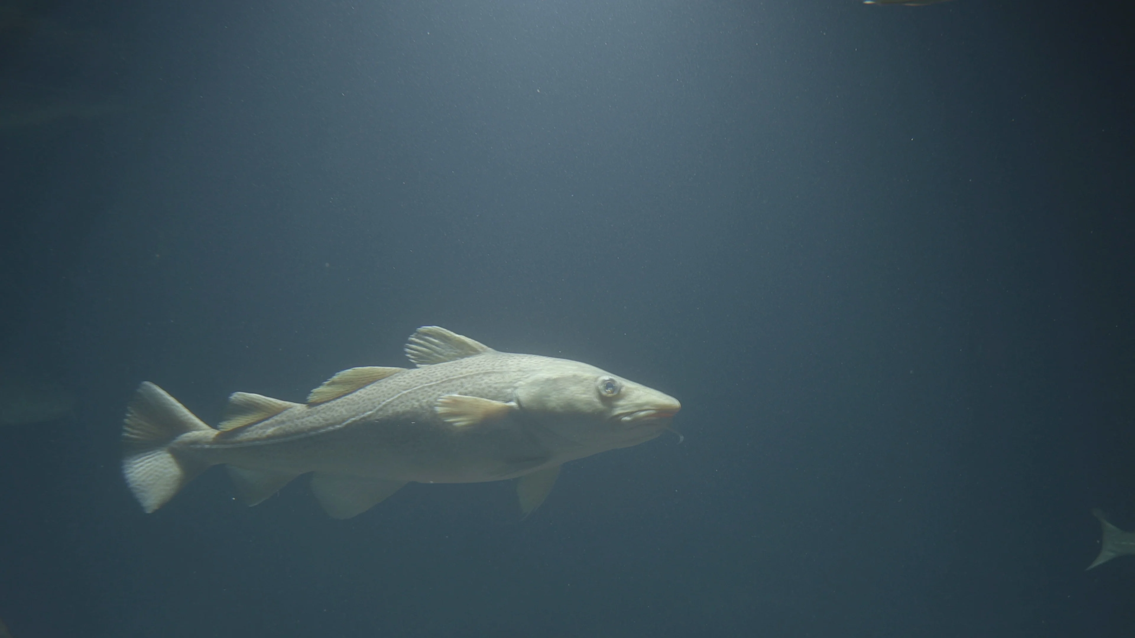 What Happens When Fish Swims On Side Shop | emergencydentistry.com